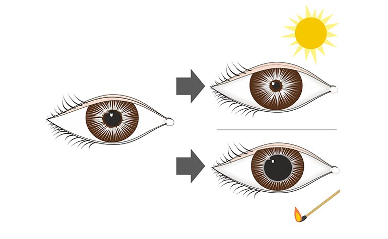 Adaption: Die Anpassungsfähigkeit des Auges | Brille24 DE
